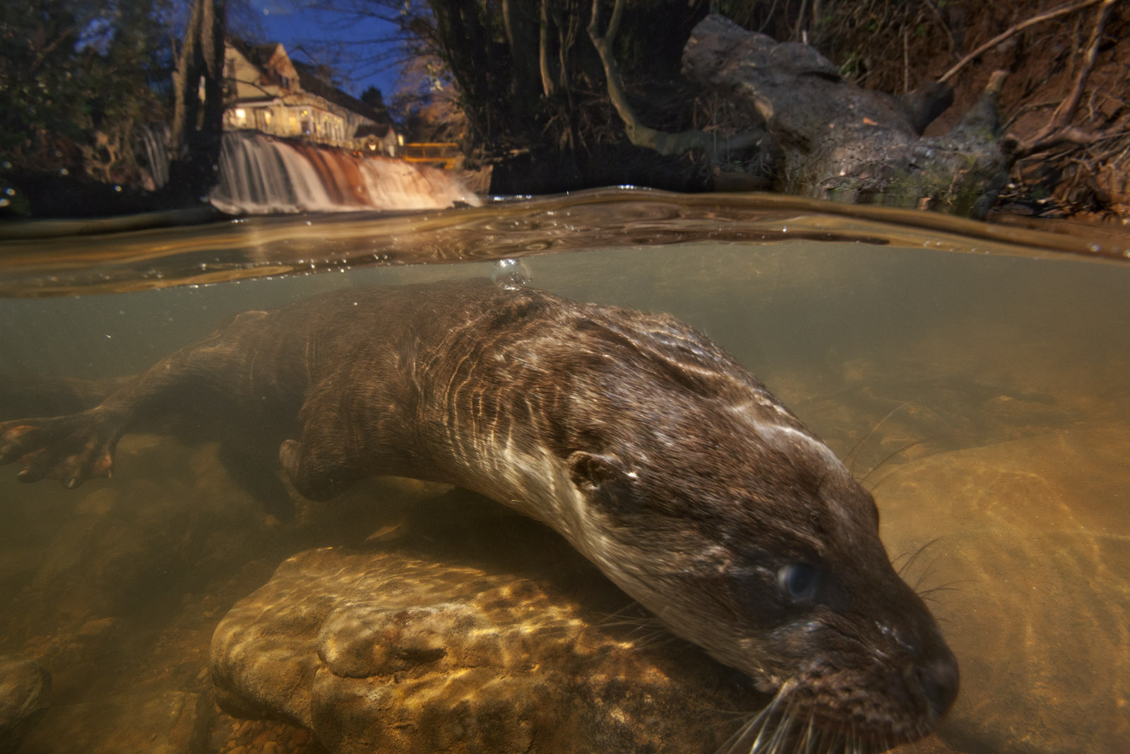 Charlie Hamilton James - The Photo Society